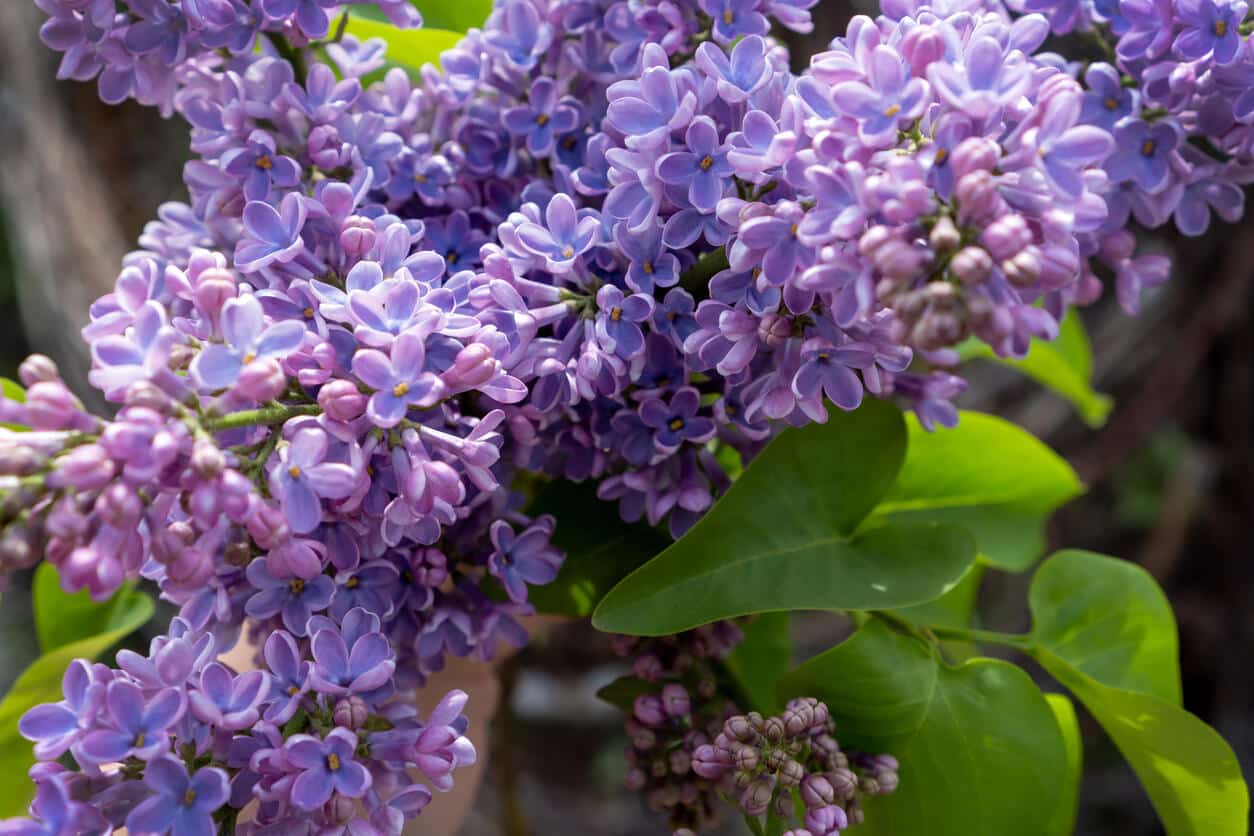 Our Proven Pruning Method to Renew the Life of Your Plants!|Elevate Outdoor